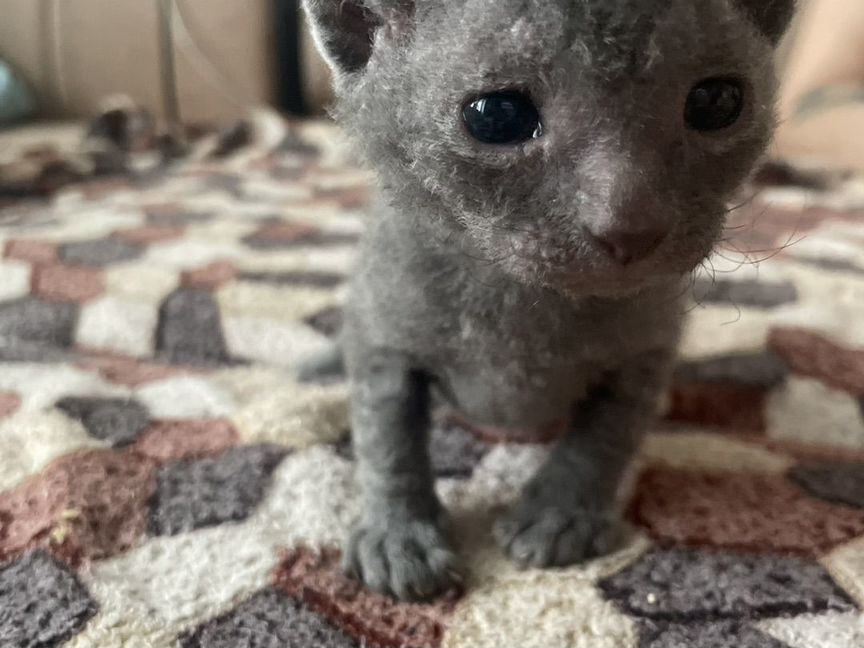 Котёнок Девон Рекс