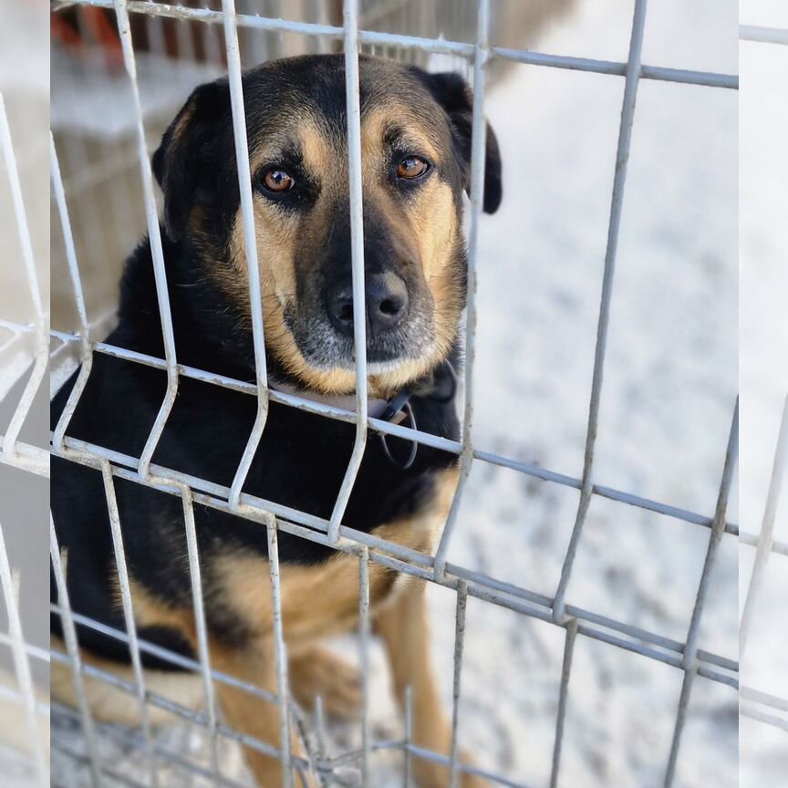 Взрослый пёс в добрые руки