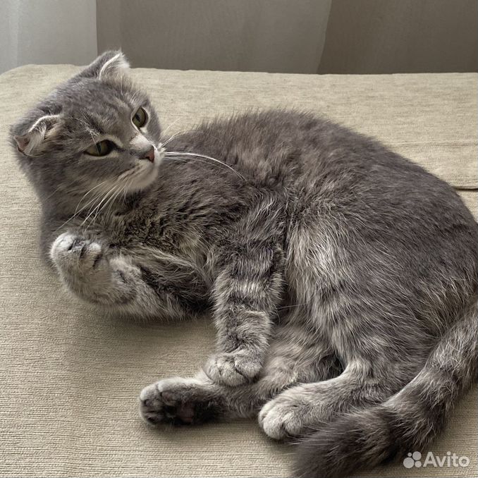 Котёнок вислоухий метис