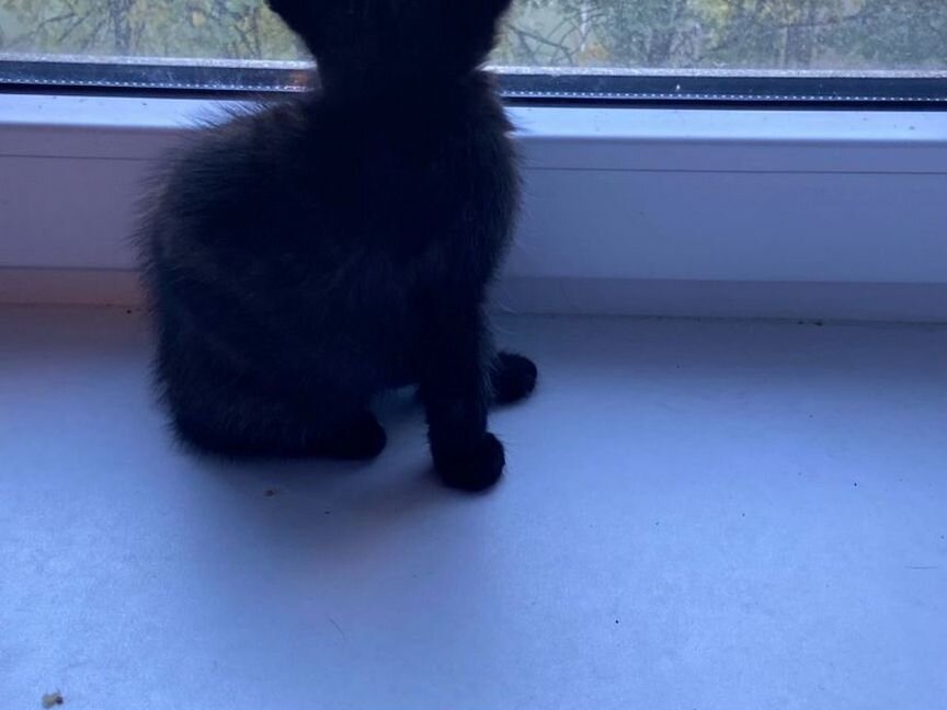 Котята отдам бесплатно