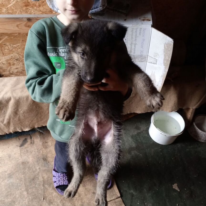 Немецкая овчарка, щенок