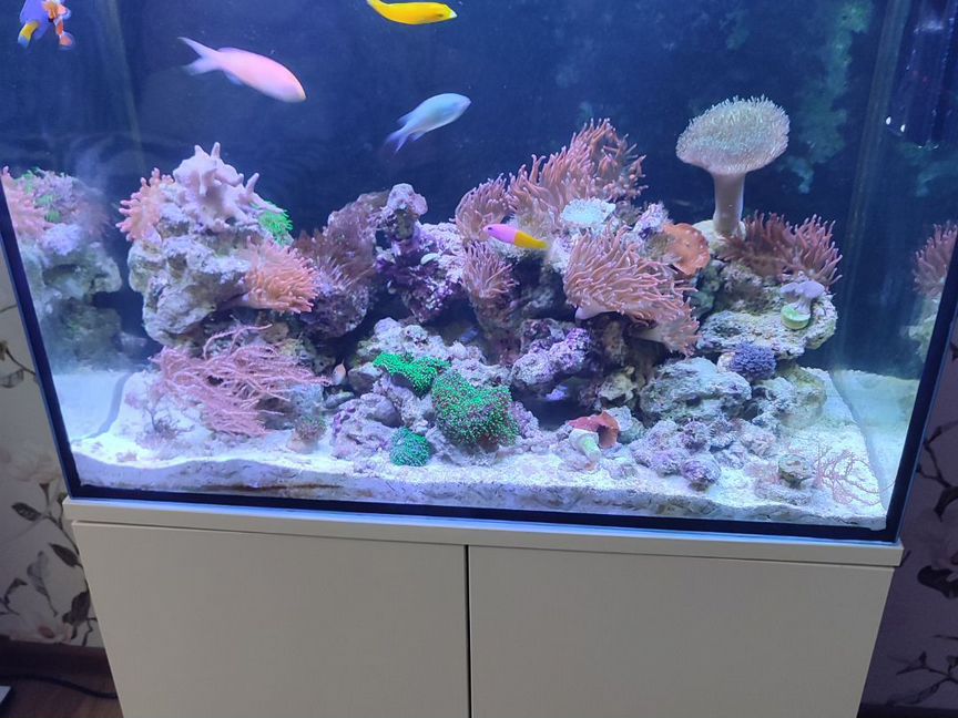 Морской аквариум