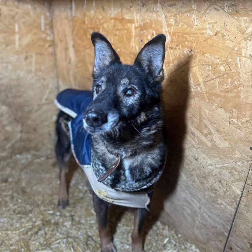 Беззубый пес Блюз никому не интересен