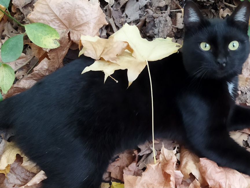 Красавица Маруся ищет свой дом