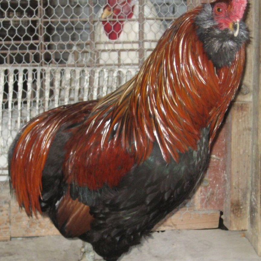 Петух