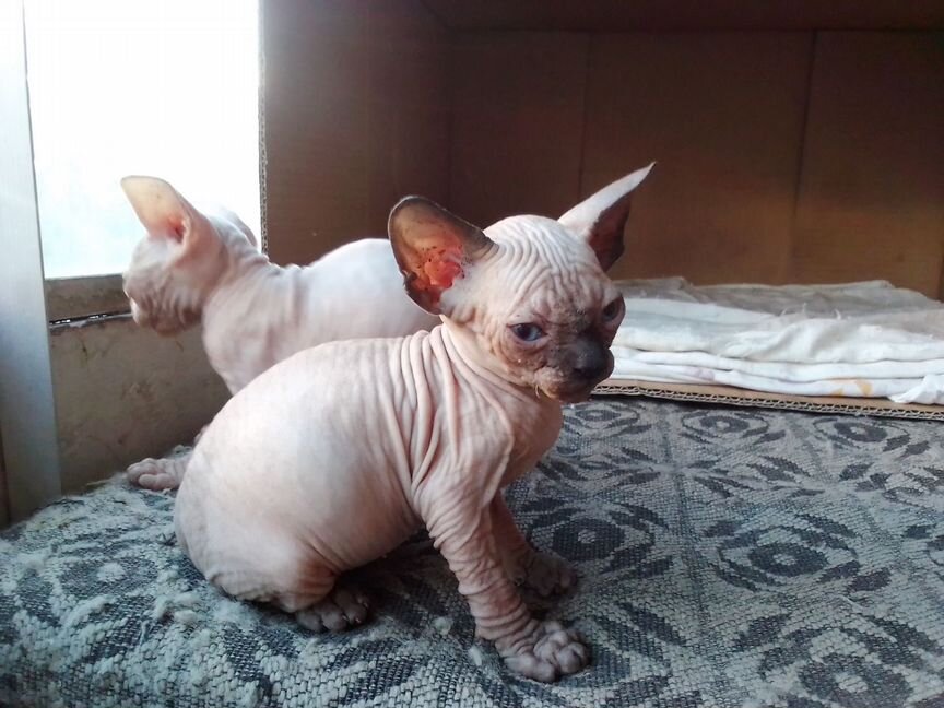 Канадский сфинкс котенок