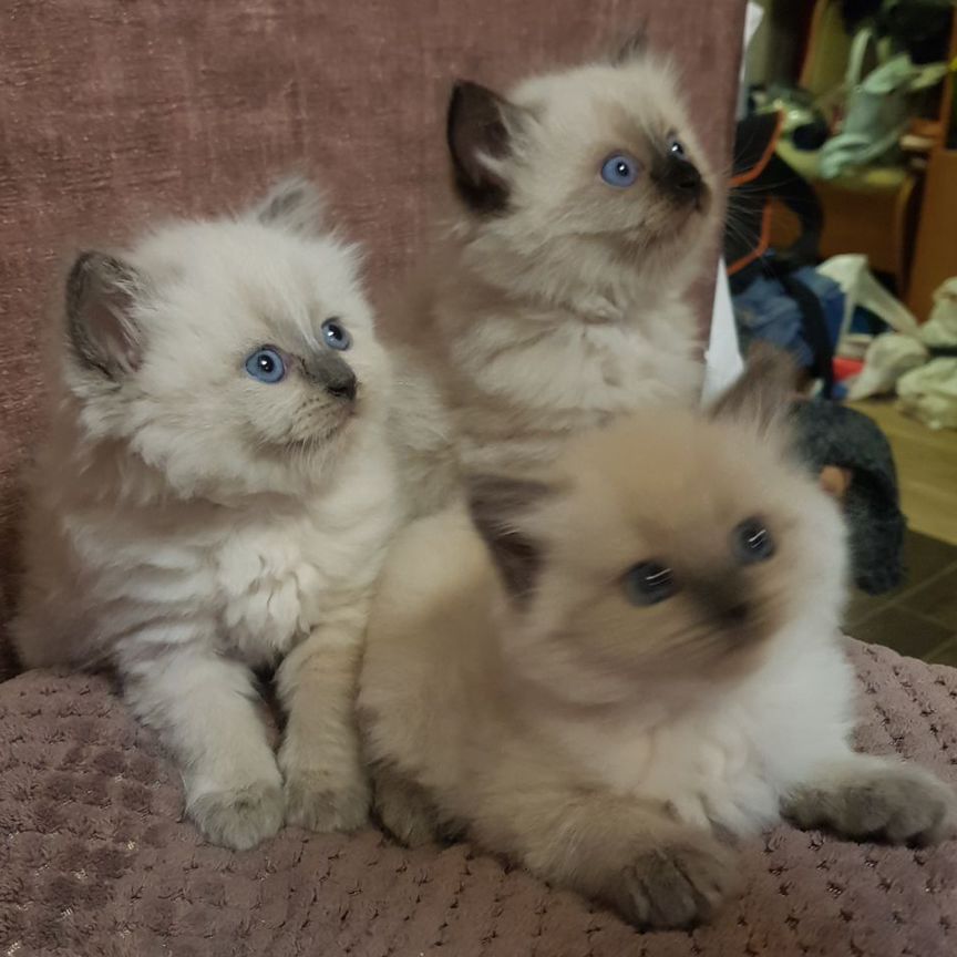 Невские маскарадные котята
