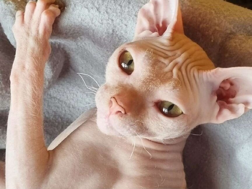 Донской сфинкс