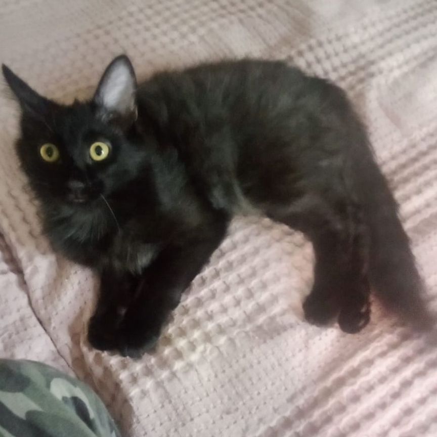 Особенный котик Тимоша