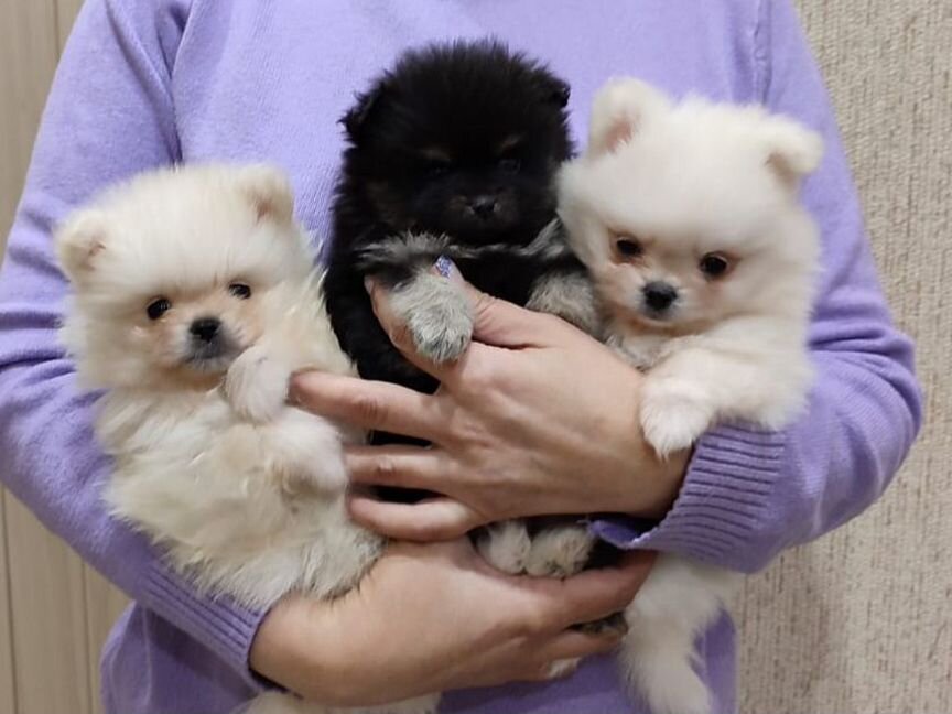 Померанский шпиц