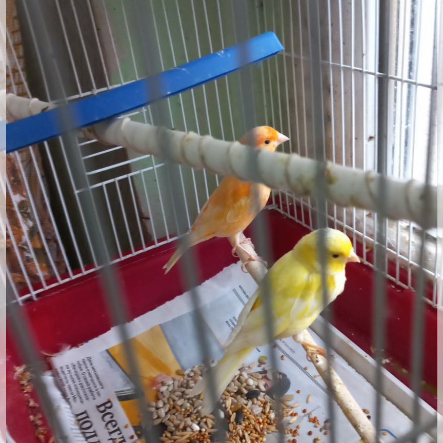 Кенарь и канарейка