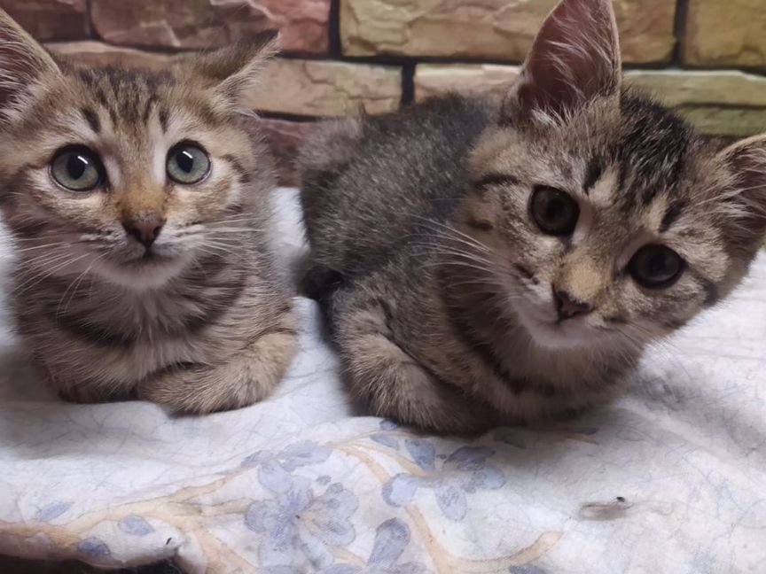 Котята