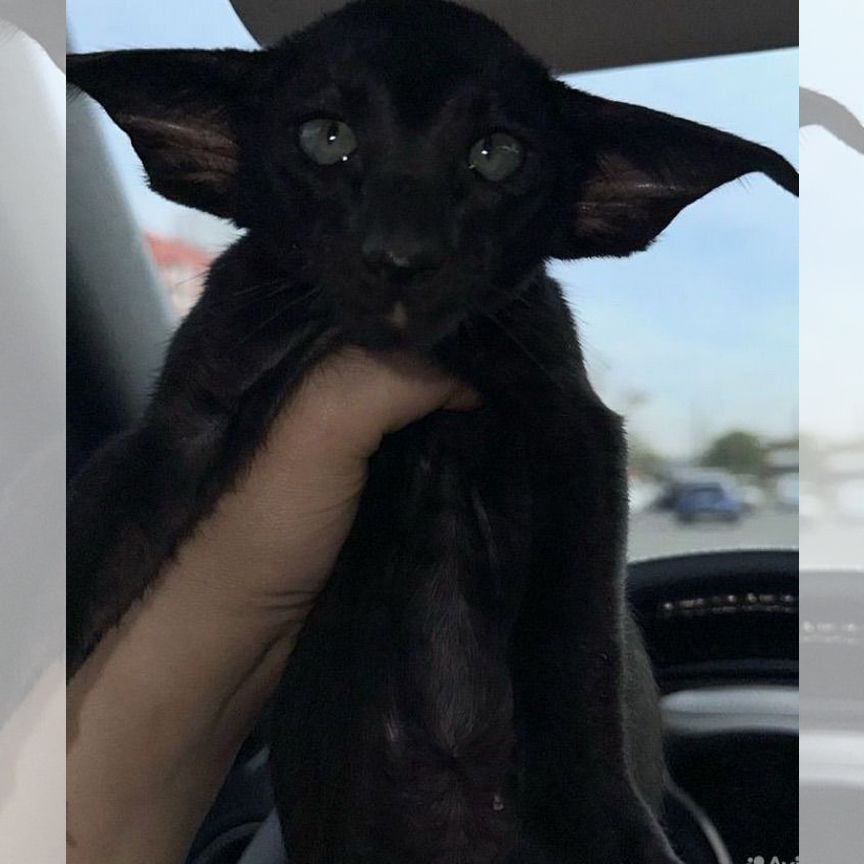 Ориентальный котёнок