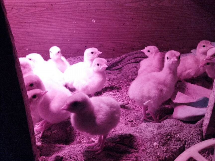 Продам индюшат