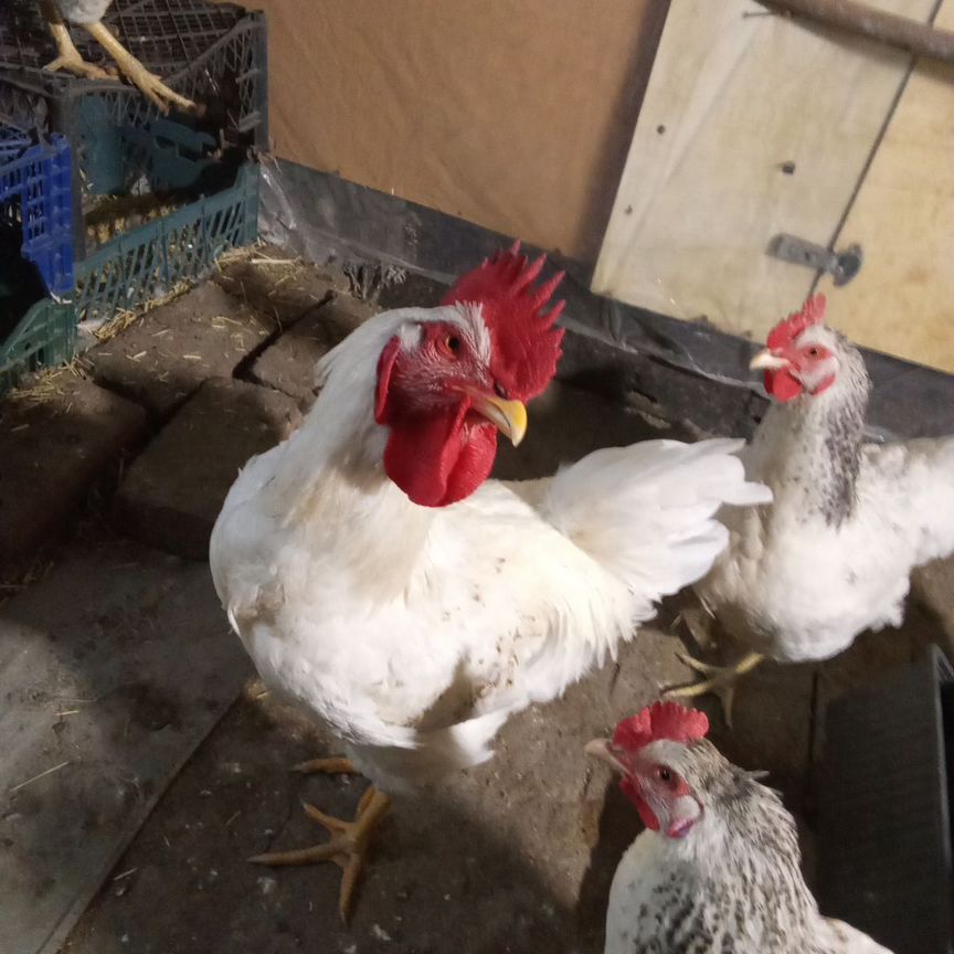 Петух на племя