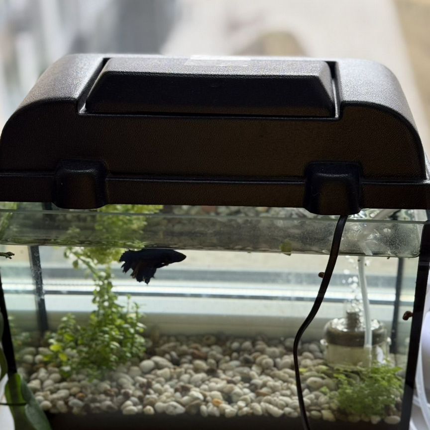 Аквариум 7 литров   петушок