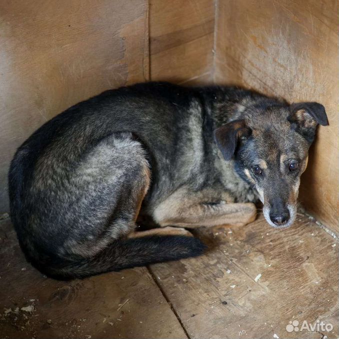 Песик живёт в приюте