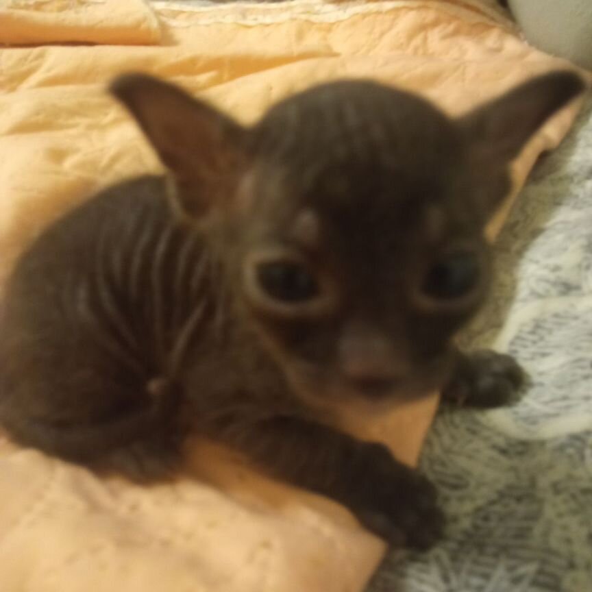 Сфинкс котенок мальчик