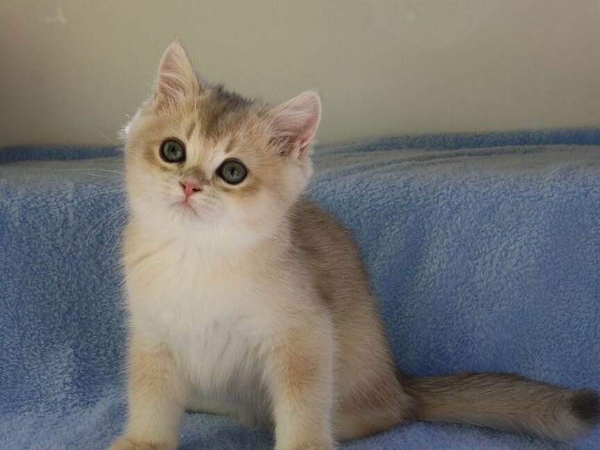 Голубое золото мальчишки