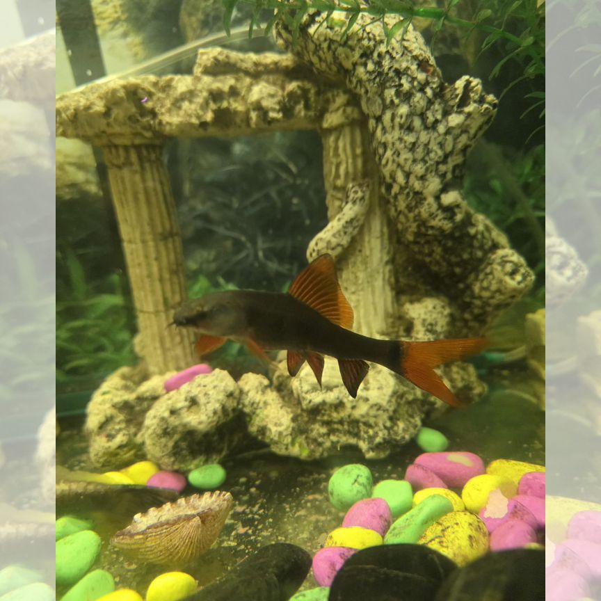 Лабео рыбка