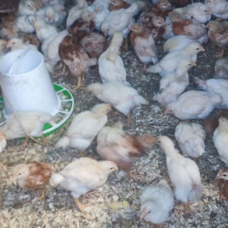 Цыплята ломан браун