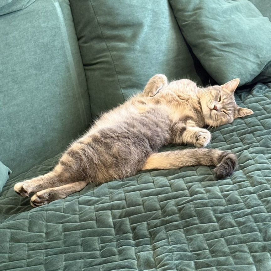 Сибирский, взрослый кот