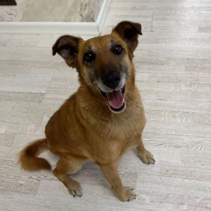 Красавица Белла собака компаньон