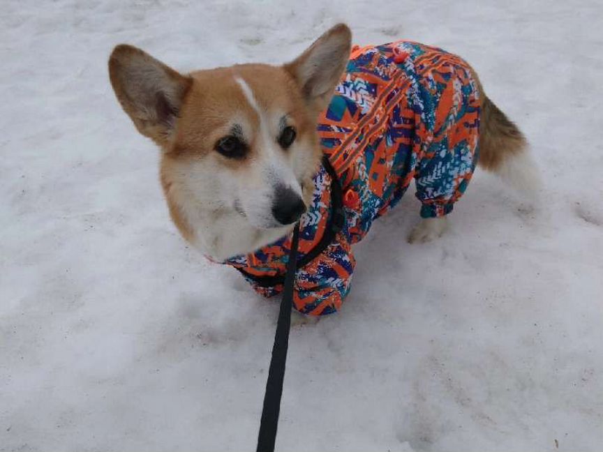 Комбинезон-дождевик для собаки