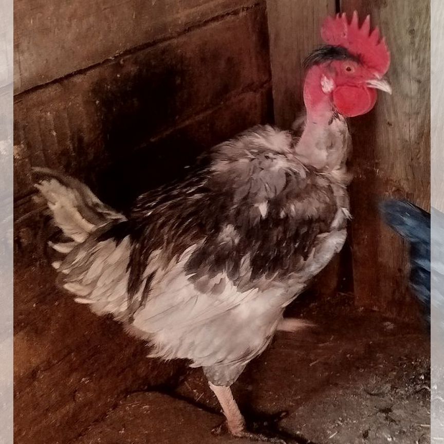 Молодые петухи породы голошейка