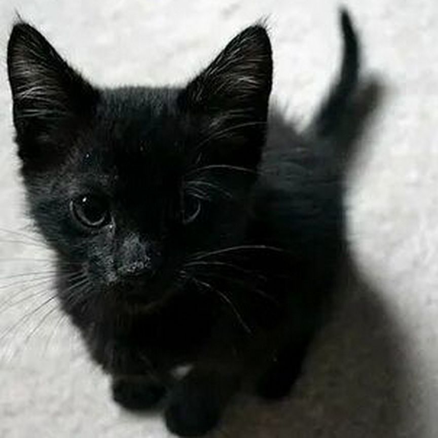 Котенок черненький