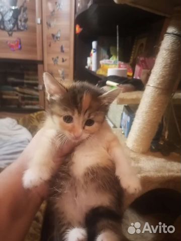 Котенок