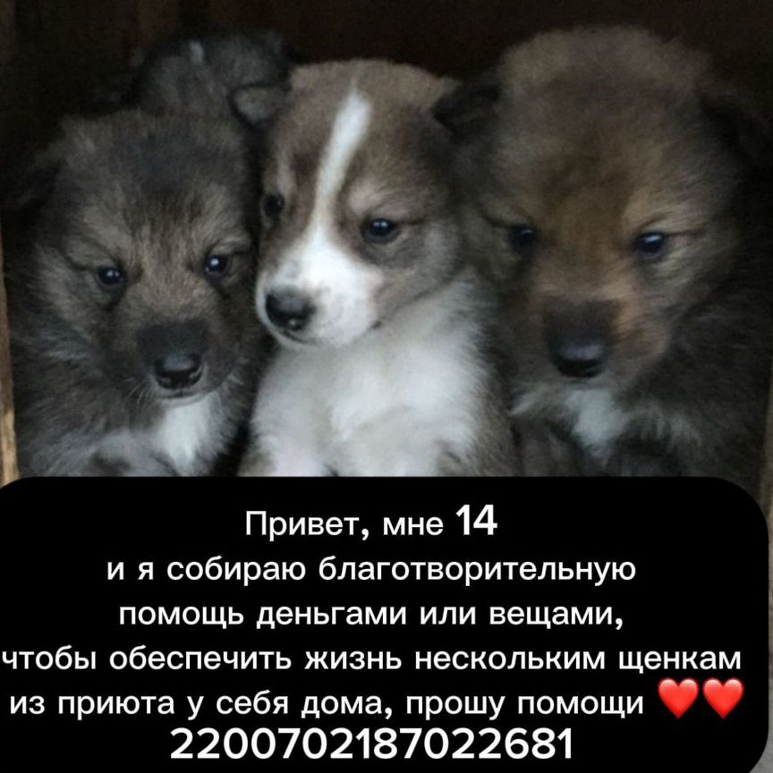 Щенок в добрые руки