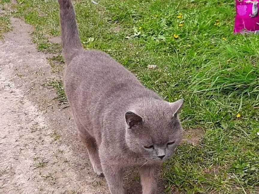 Котик в добрые руки бесплатно