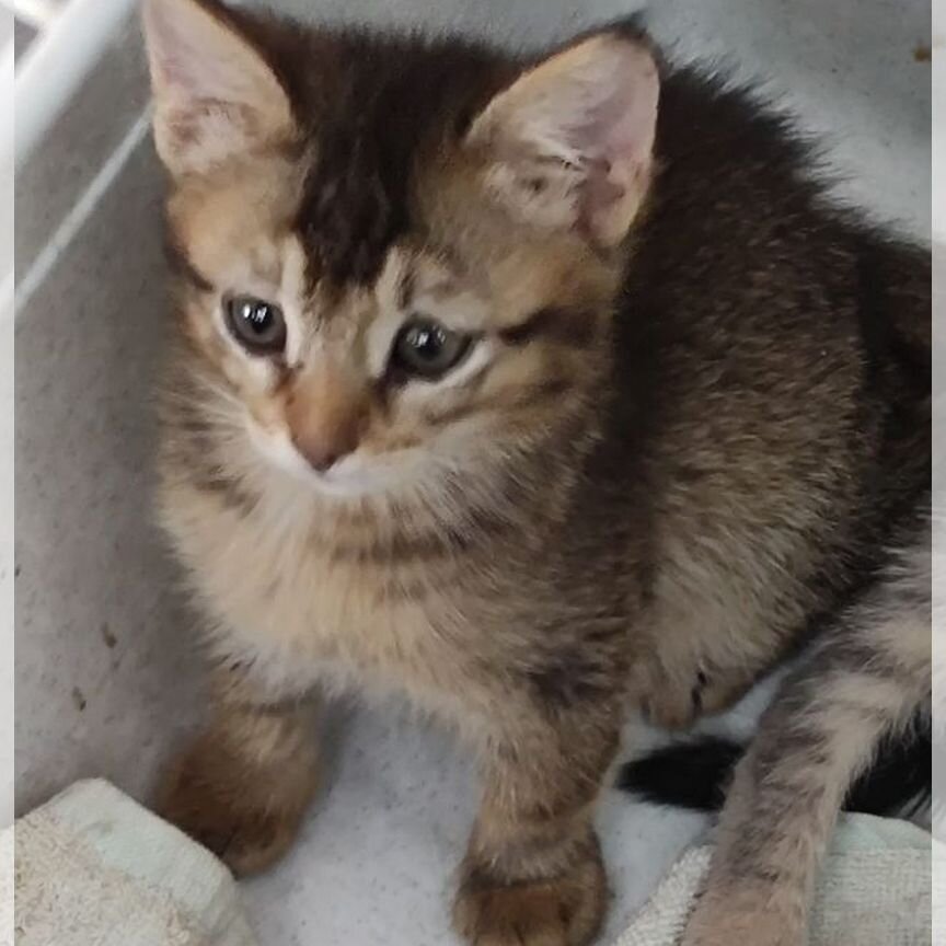 Чаузи котёнок