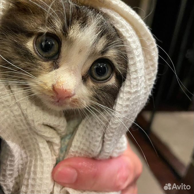 Чудо Эшли в поисках дома