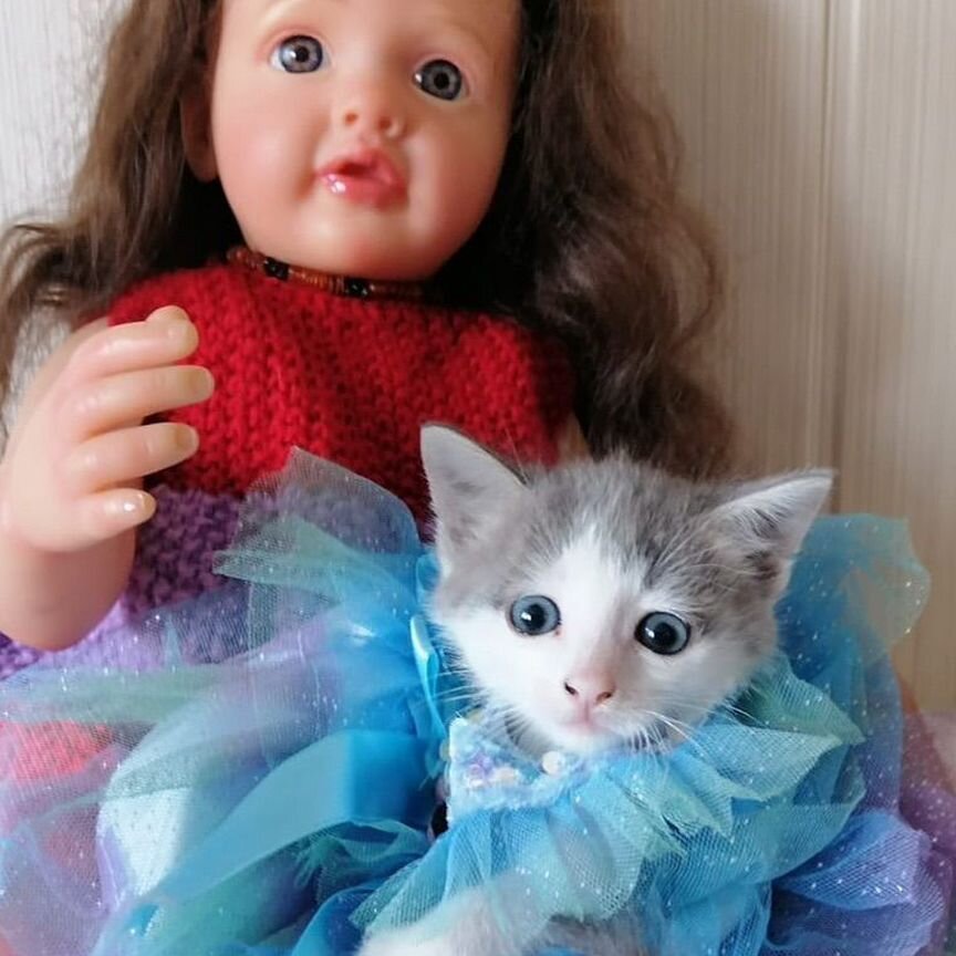 Котенок девочка 1 месяц