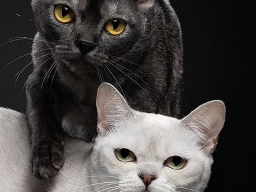 Бурмилла котята