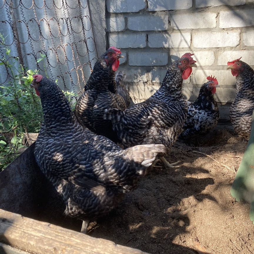 Куры петухи продаю