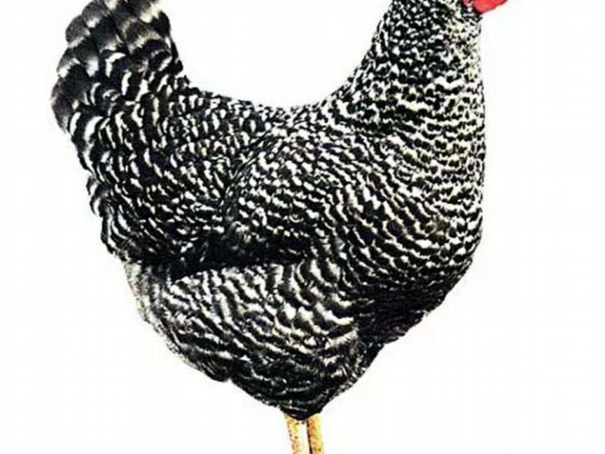 Цыплята доминант 959