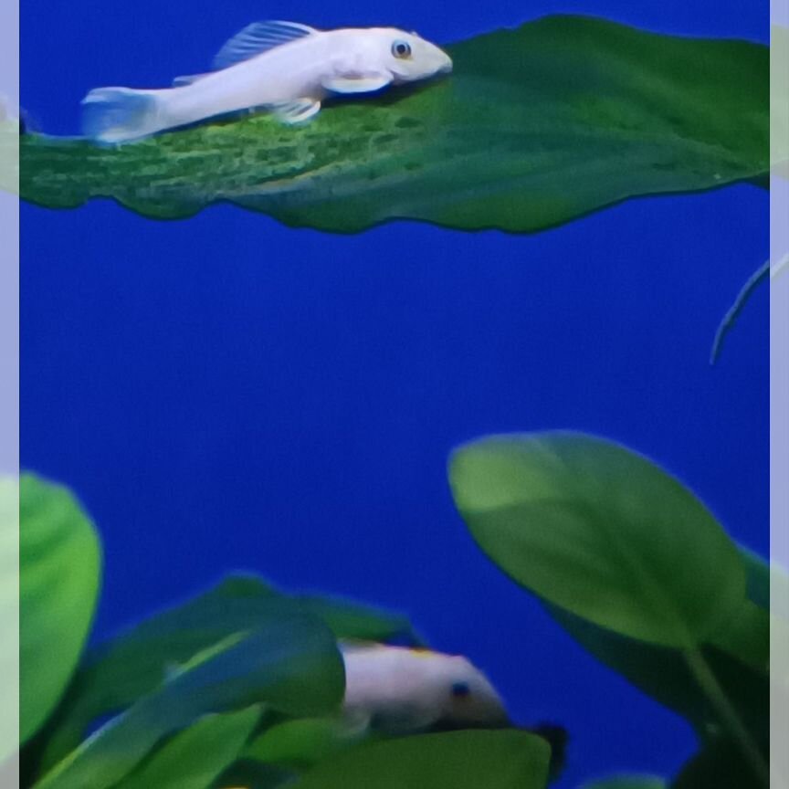 Анциструс Snow White (L144)