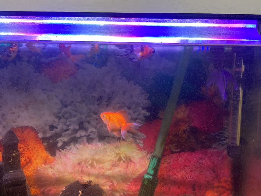 Аквариумные рыбки отдам бесплатно