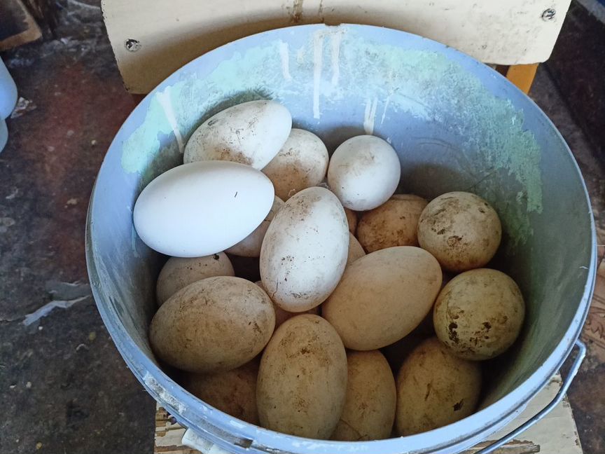 Яйцо гусинное