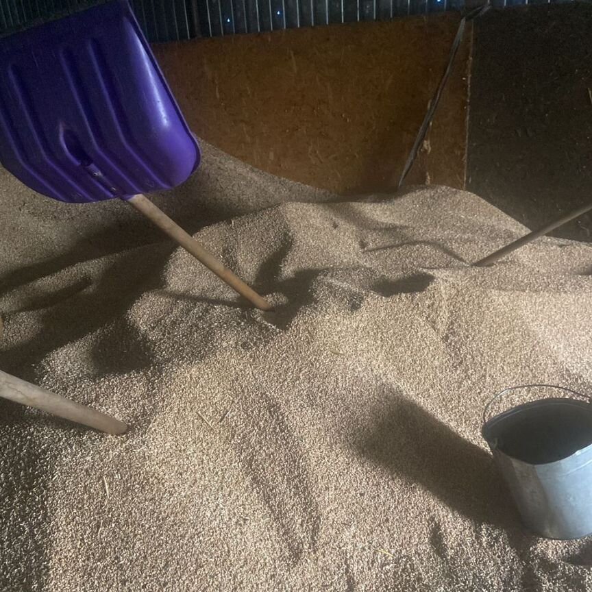 Зерно пшеница