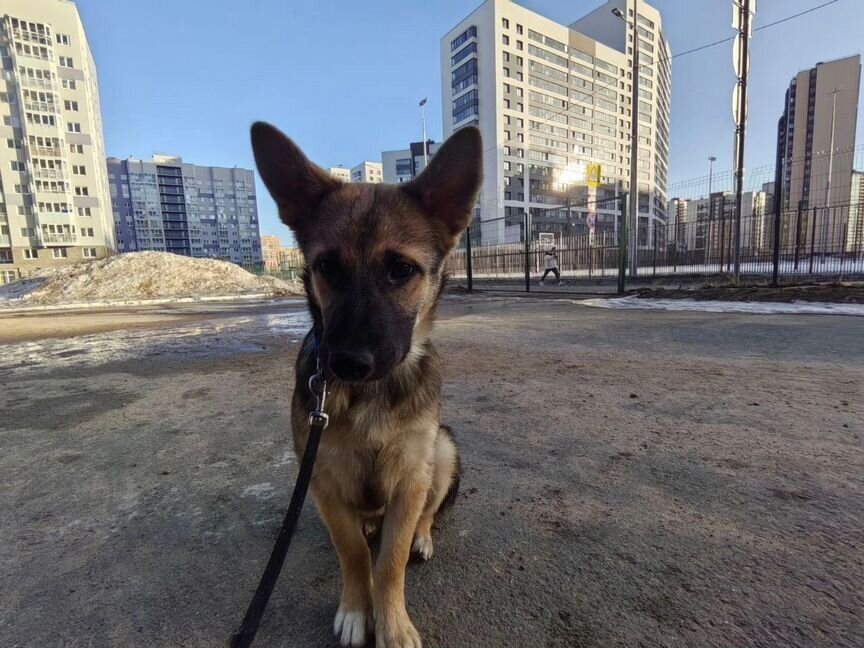 Клёвый щенок в добрые руки