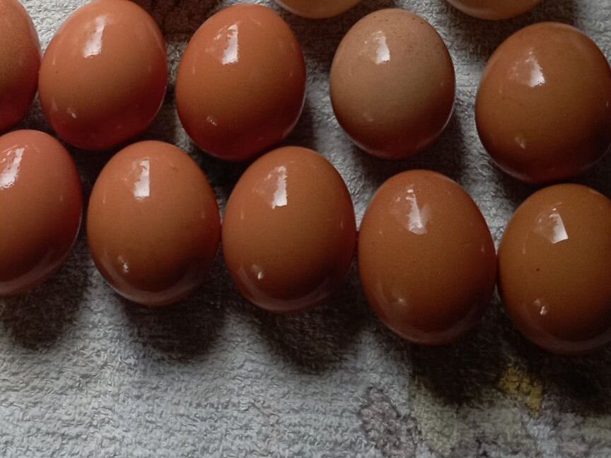 Домашние куриные яйца