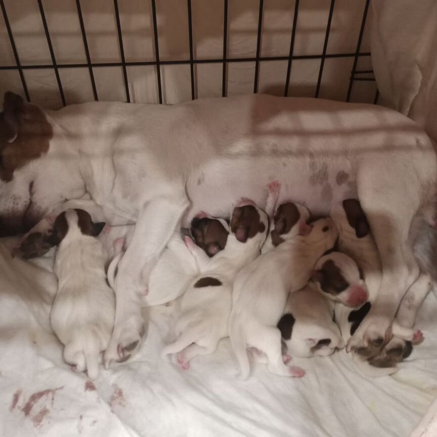 Щенки джек рассел терьер