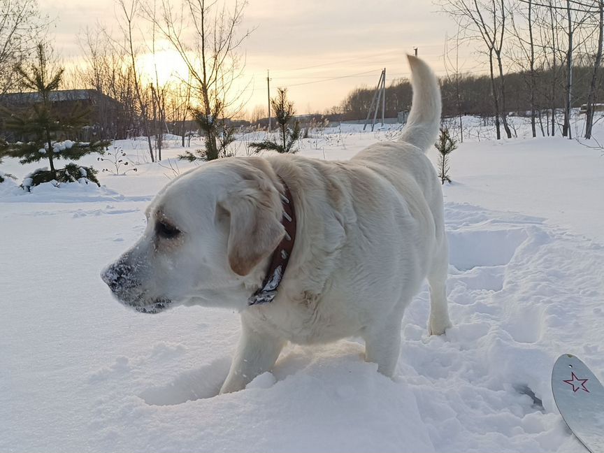 Лабрадор мальчик для вязки