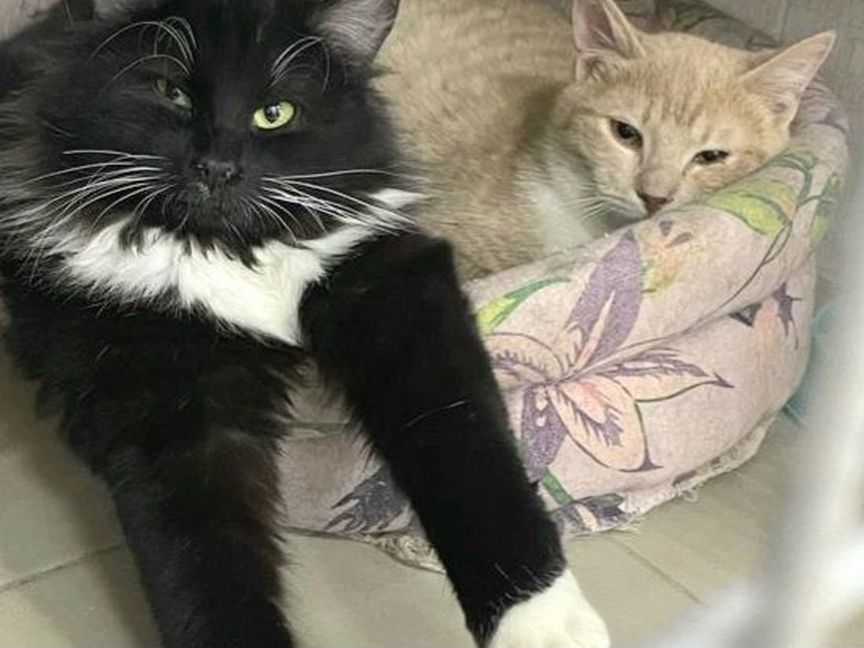 Кошечки и рыжий котик ищут дом или передержку