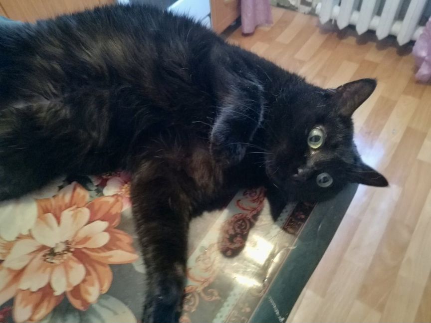 Кошечка стерилизованная в добрые руки