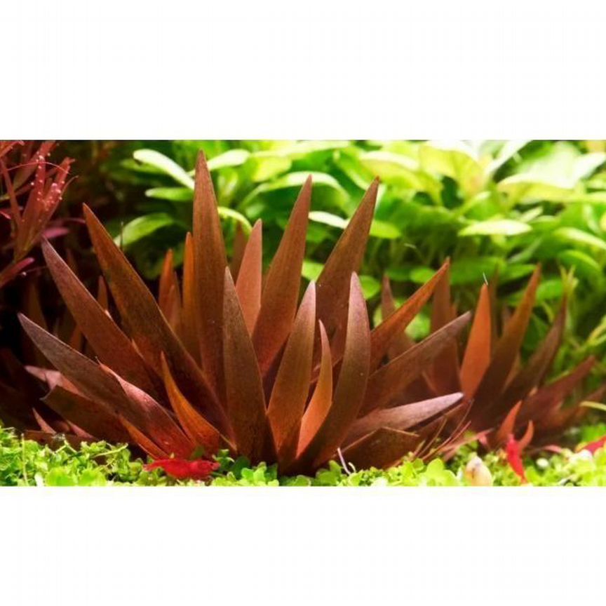 Аквариумные растения